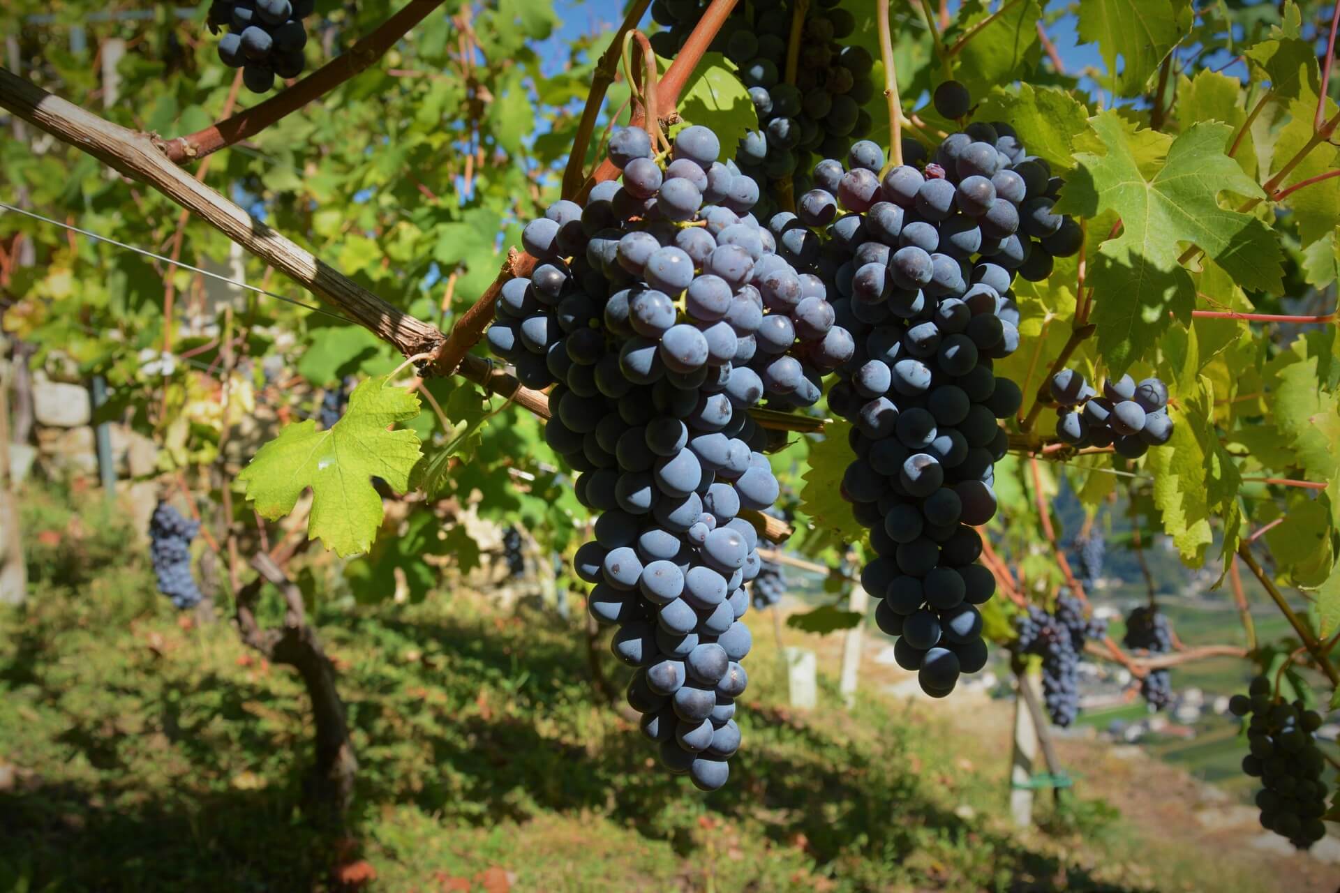 Il Vigneto Valtellinese | Cantina Involt Agnelot